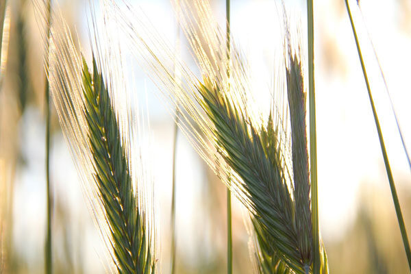 Give These Rye Blueberry Cookies a Go | Stories | PBS Food