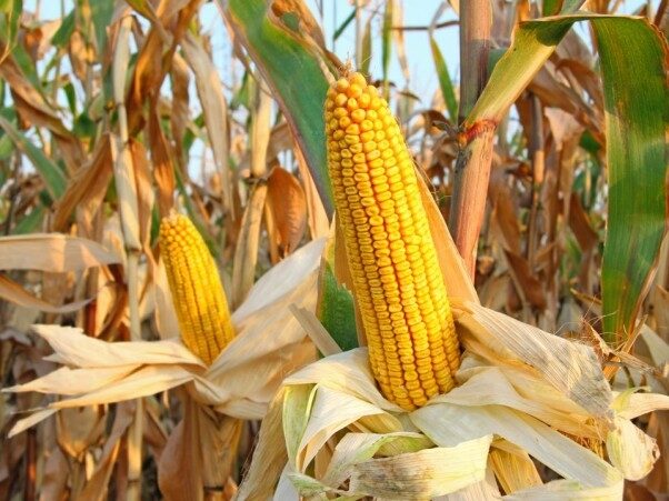 Popcorn: A "Pop" History | Stories | PBS Food