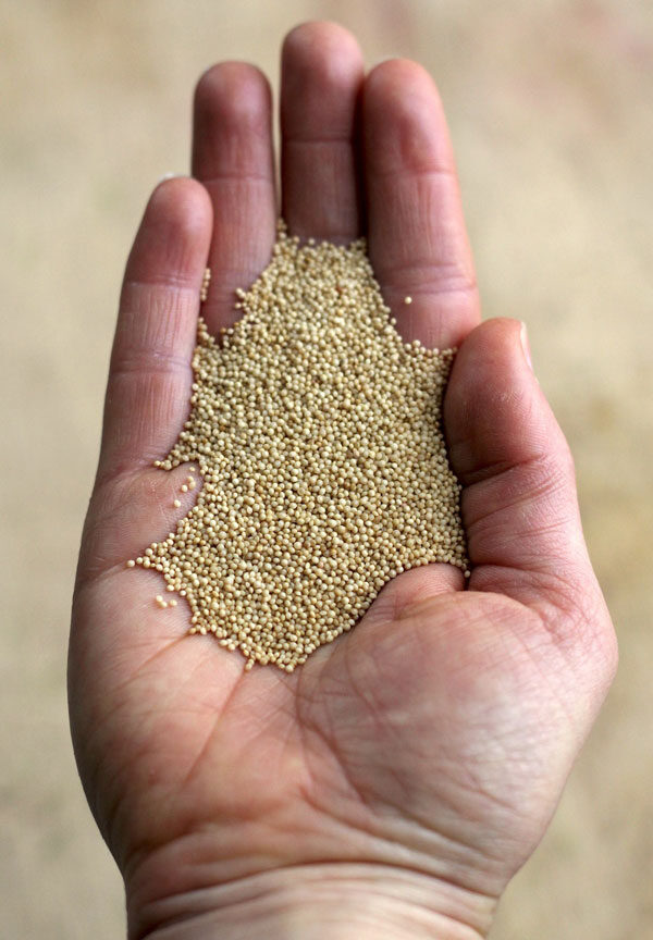 How to Cook With Amaranth | Stories | PBS Food