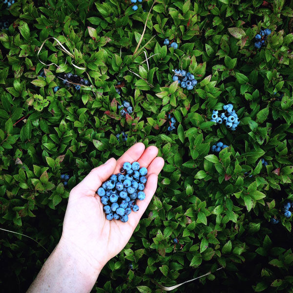 Creamy Wild Blueberry Frozen Yogurt (With or Without an… | PBS Food