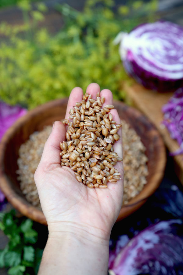 The Benefits of Growing and Cooking Rye | Stories | PBS Food
