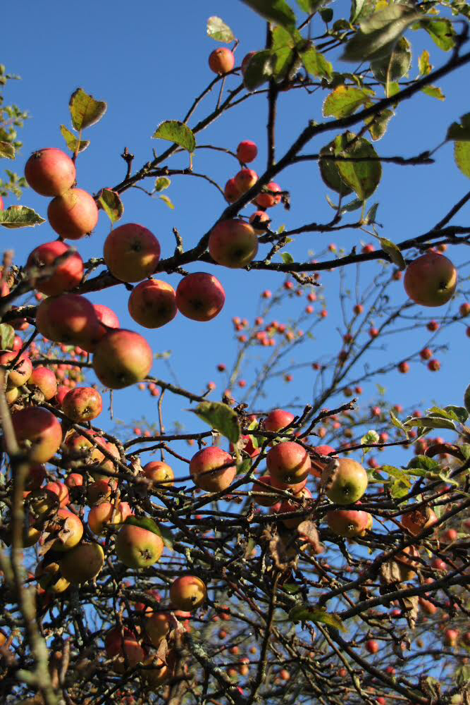Meeting John Bunker, "The Apple Whisperer" | Stories | PBS Food