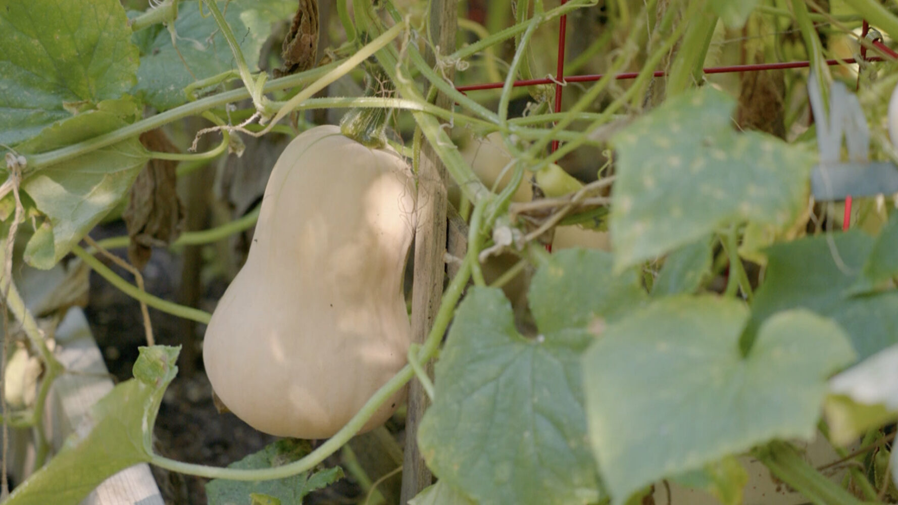 Harlem Grown: An Oasis in New York City | Stories | PBS Food