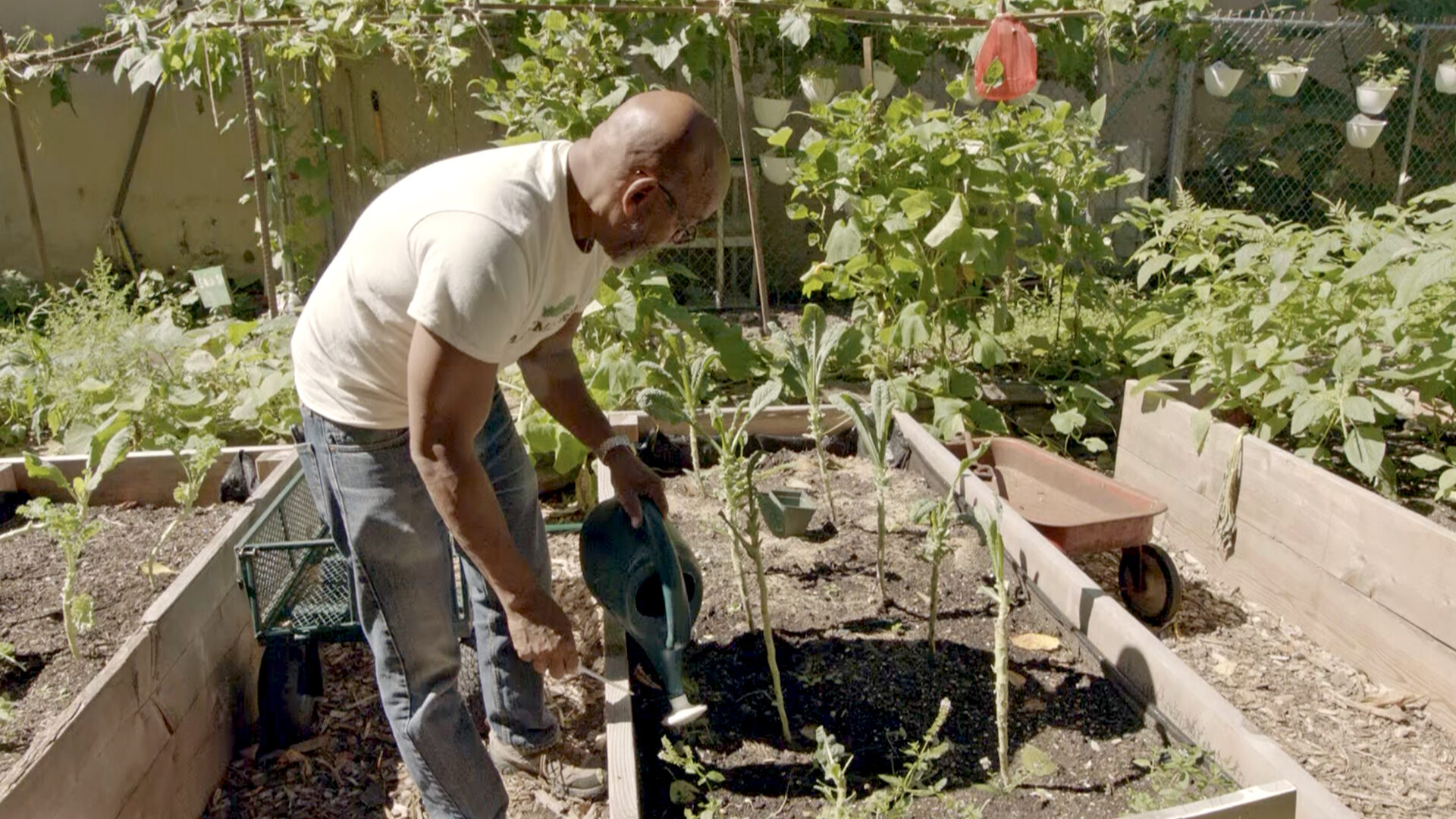 Harlem Grown: An Oasis in New York City | Stories | PBS Food